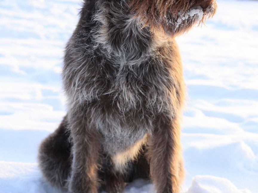 Дратхаар кобель