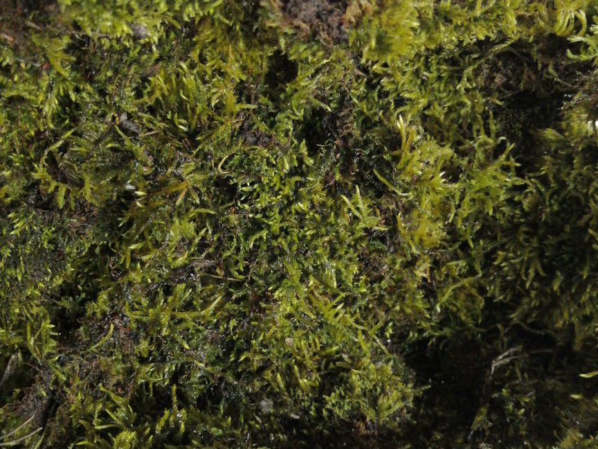 Мох для террариума лесной