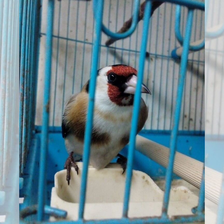 Певчие птицы(Омск)