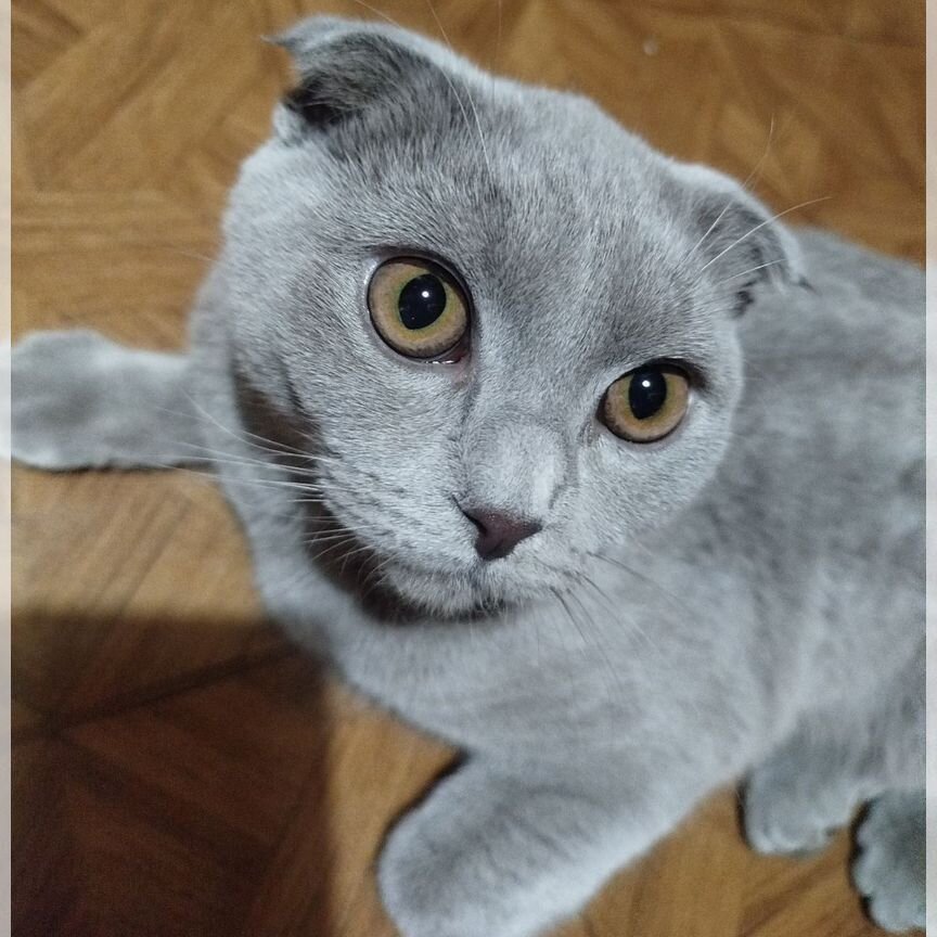 Шотландский вислоухий короткошёрстный котёнок