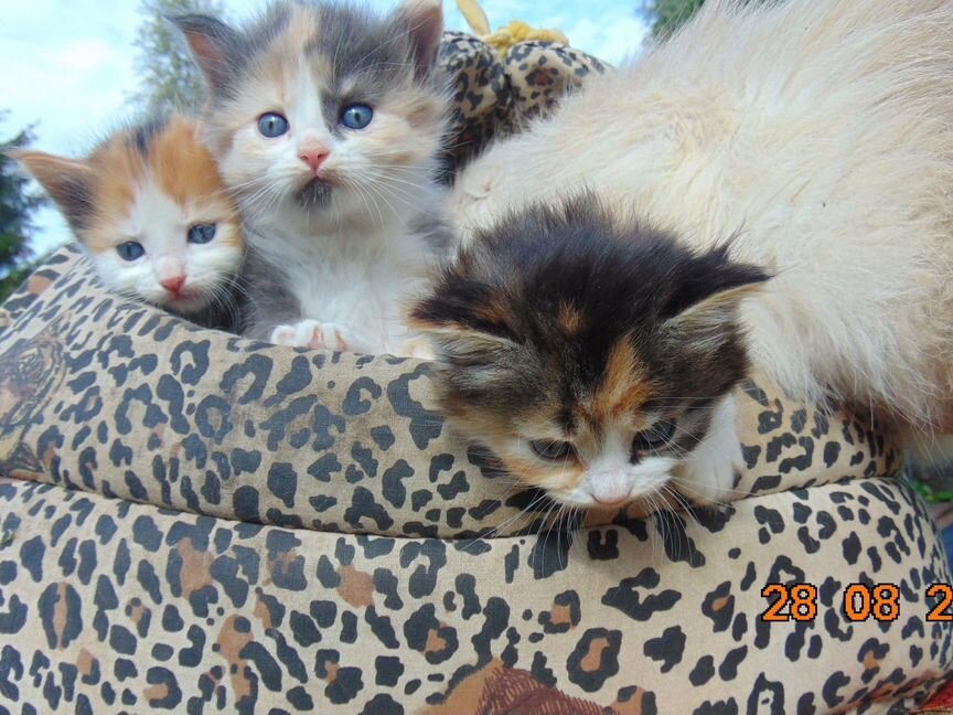 Прекрасные котята