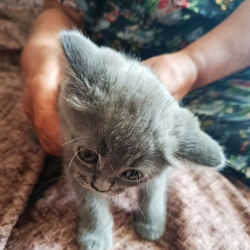 Отдам кота в добрые руки