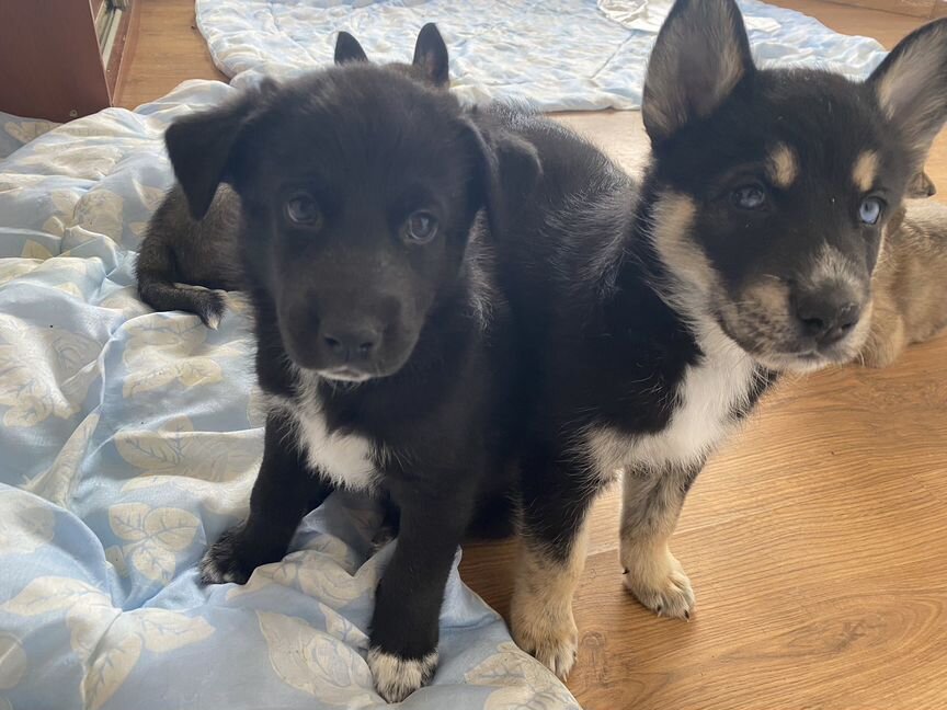 Щенки хаски-лайки