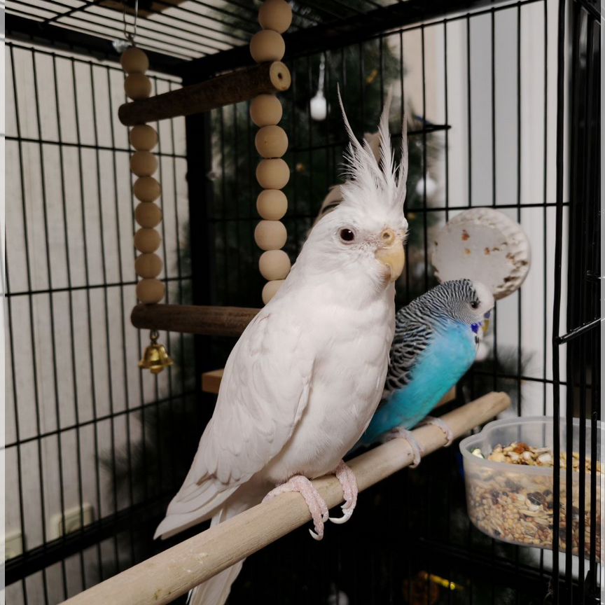 Пара попугаев (Корелла   Волнистик)