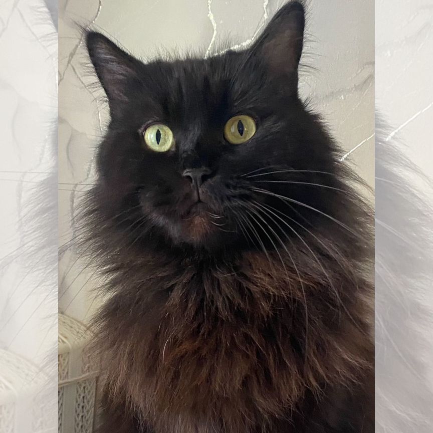Кошка