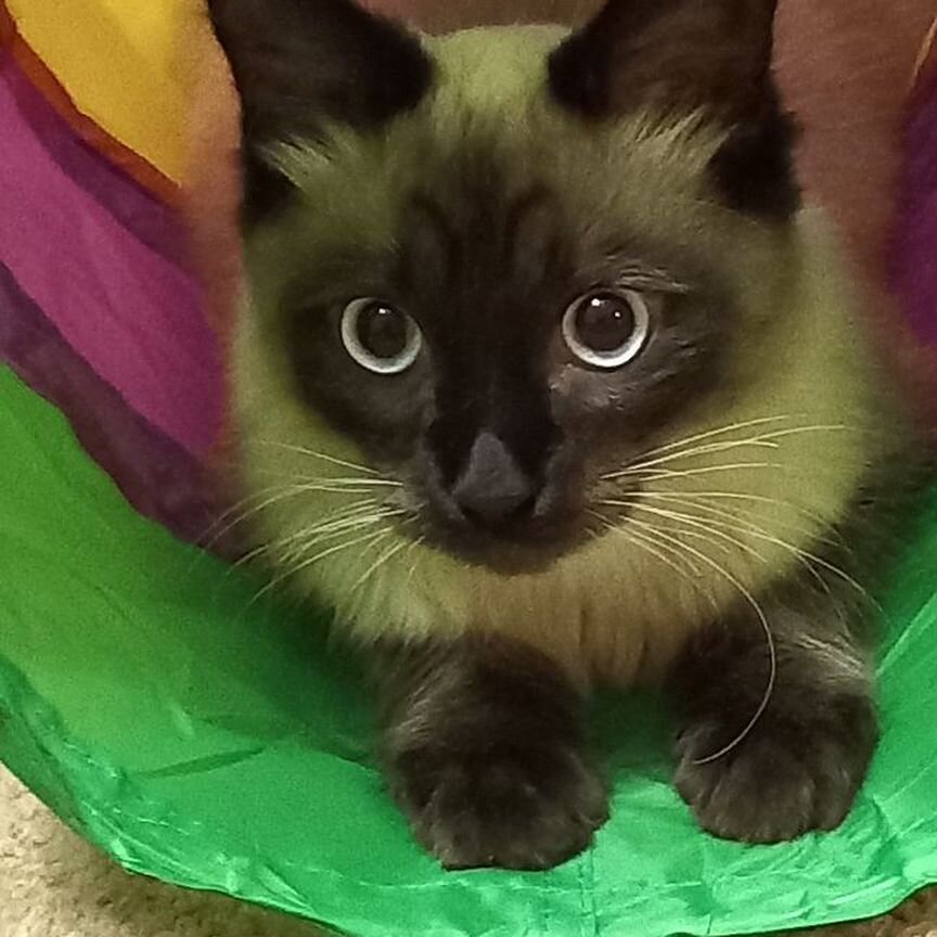 Тайский котик