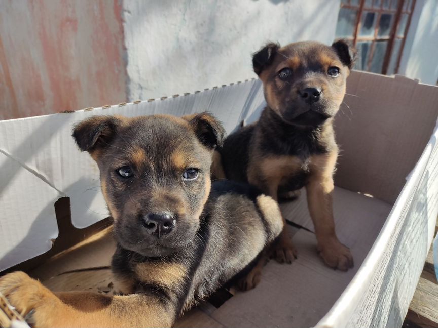 Щенки бельгийской овчарки