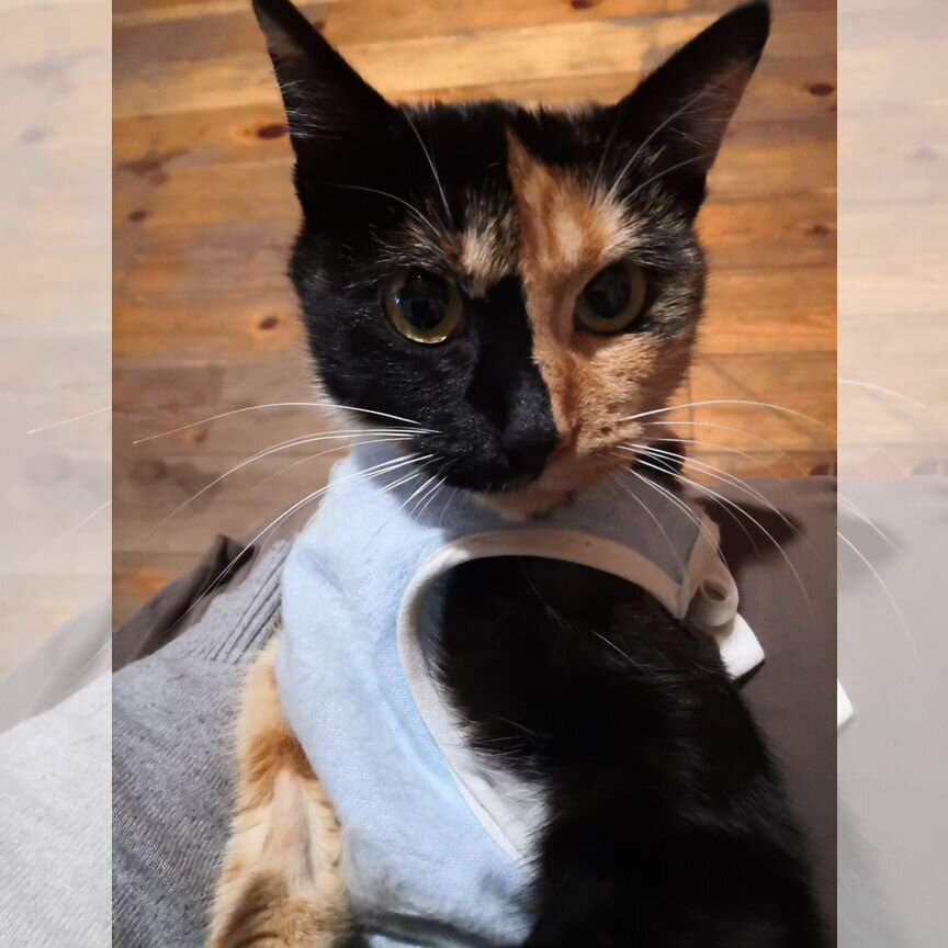 Взрослая кошка в добрые руки