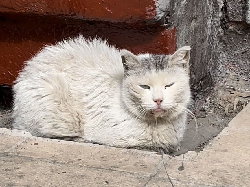 Коту нужна помощь