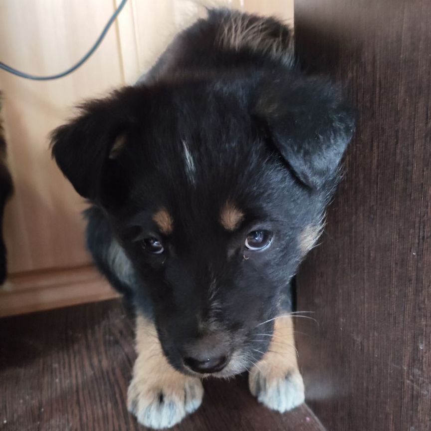 Щенок в добрые руки