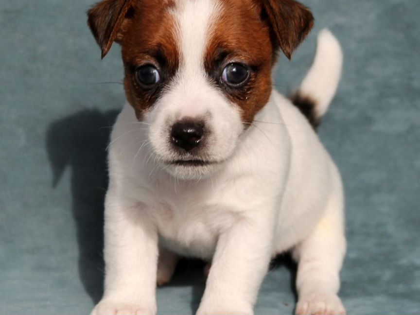 Шикарные малыши Джек Рассел терьер