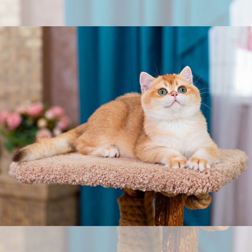 Шоколадная шиншилла котик