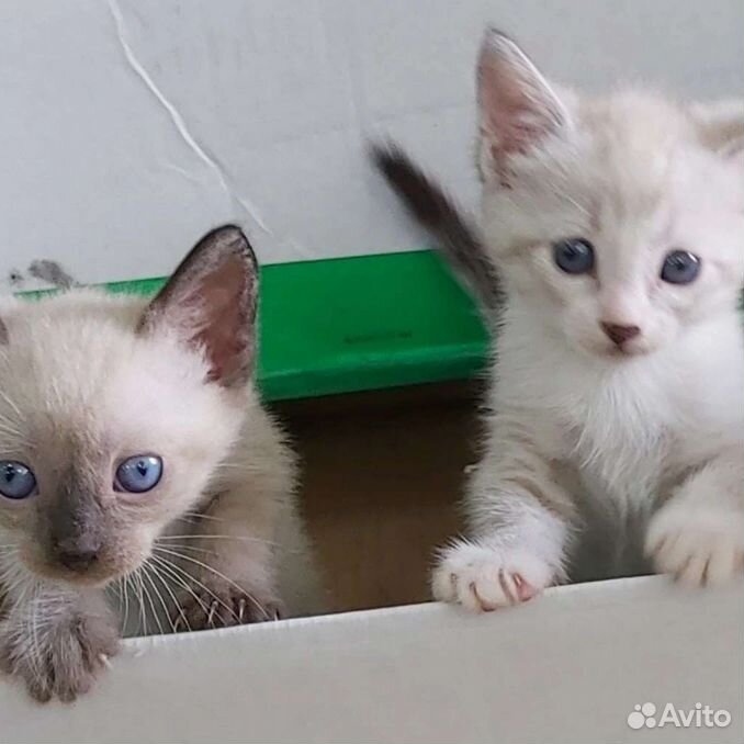 Очаровательные малыши ищут дом