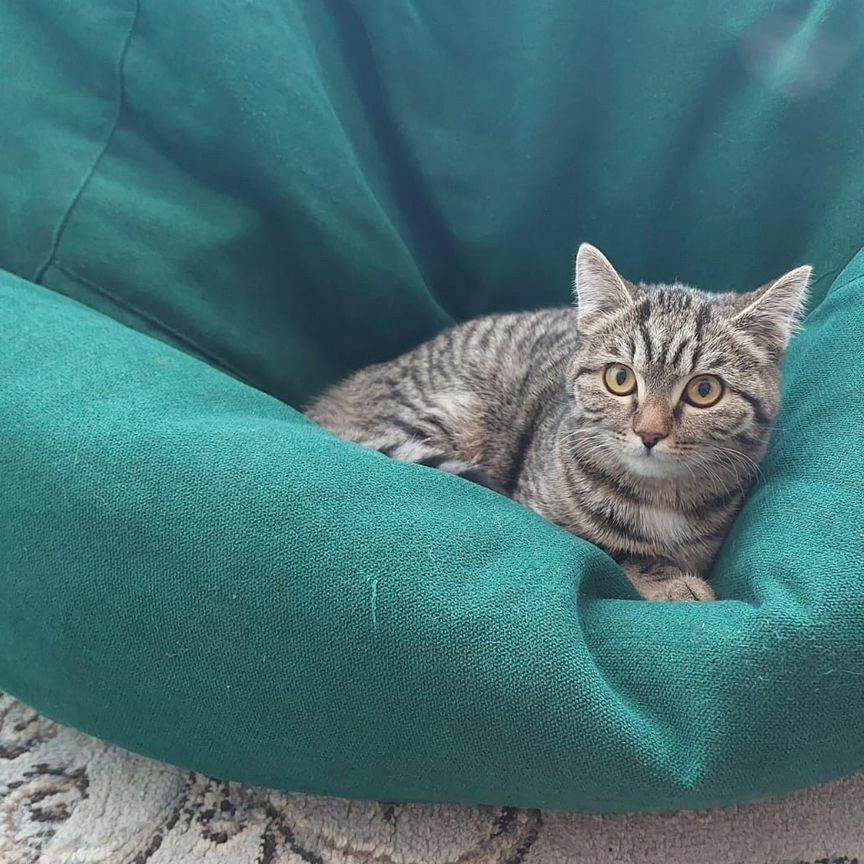 Кошечка в добрые руки