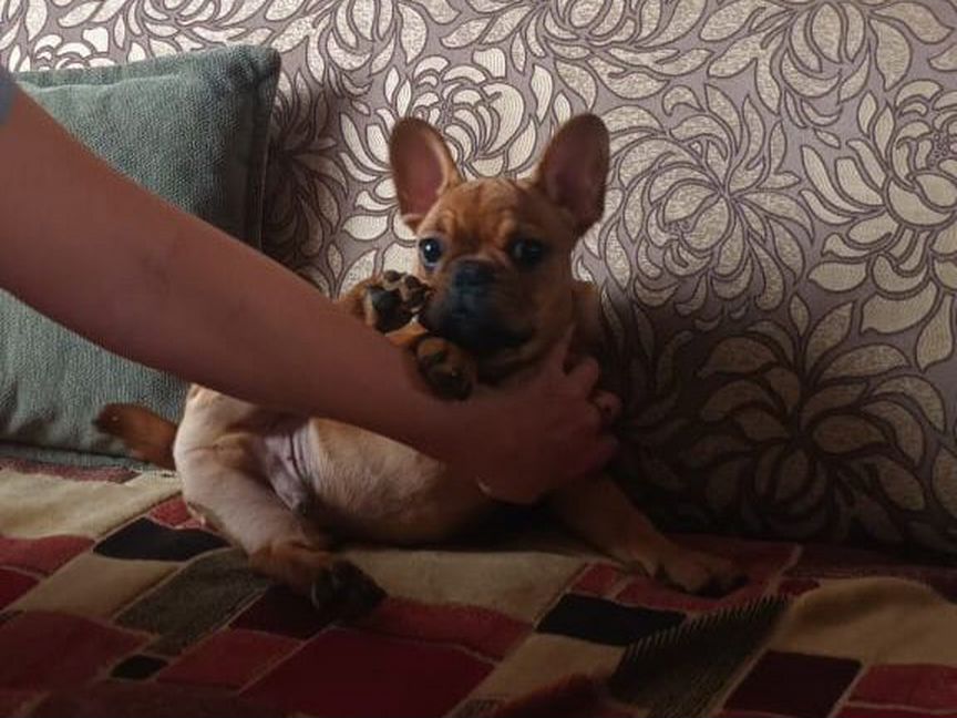 Французский бульдог