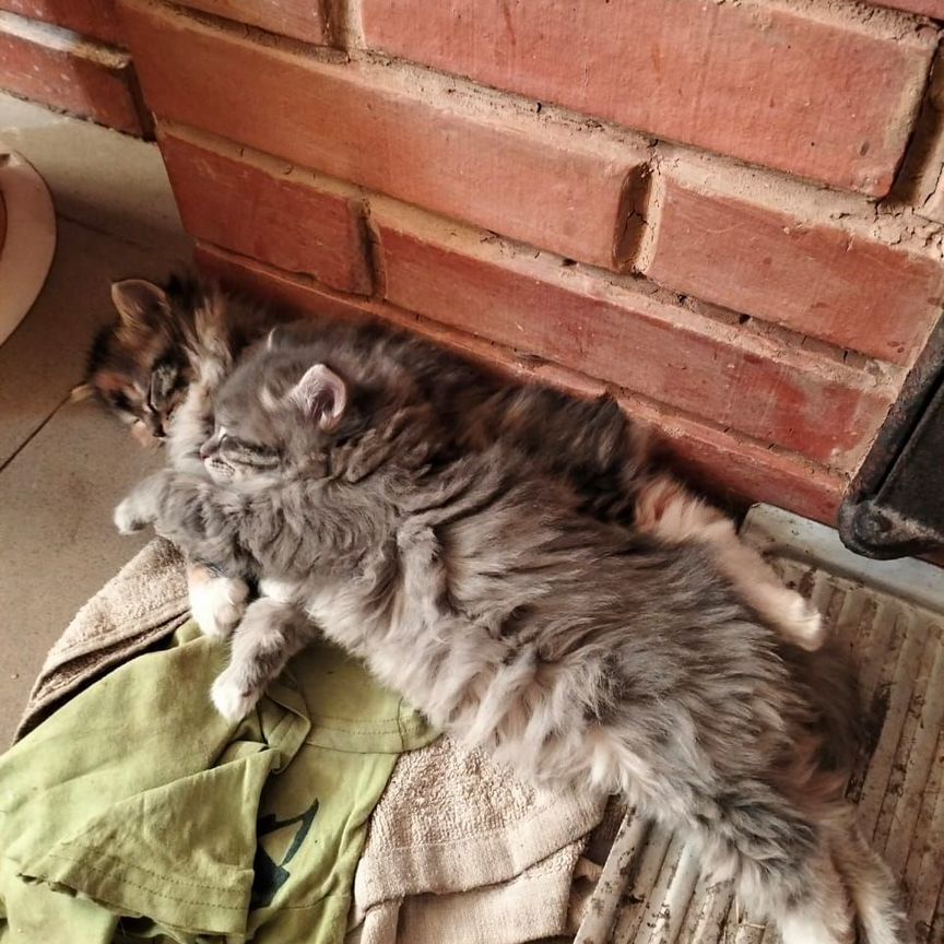 Отдам котенка в добрые руки