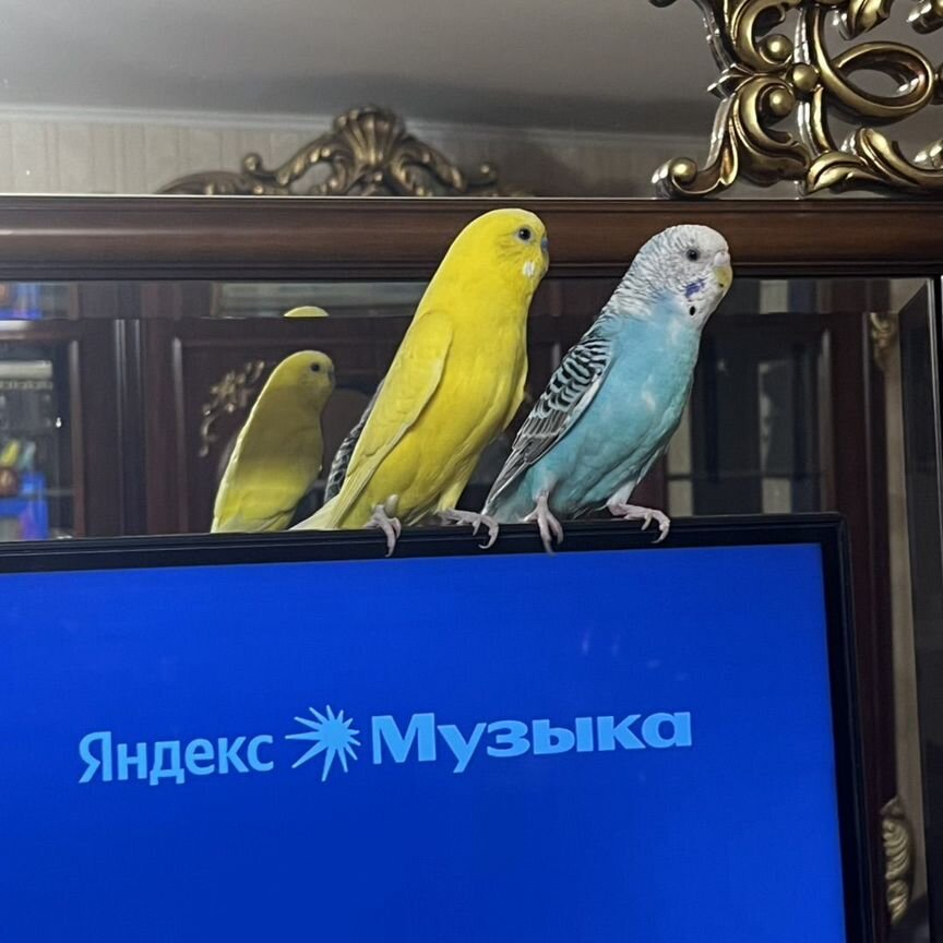 Волнистые попугаи