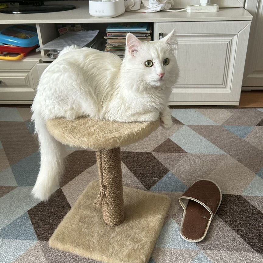 Кот