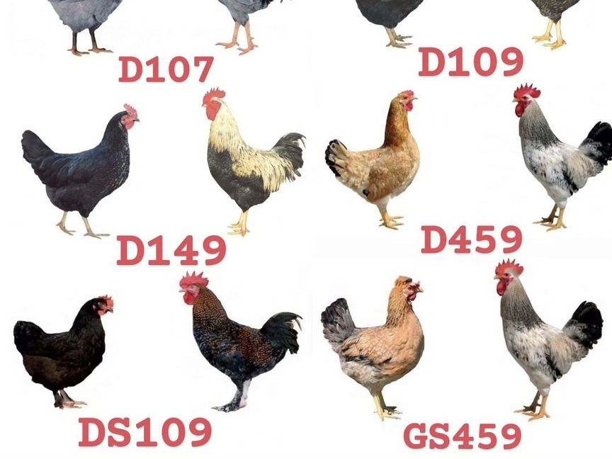 Курочка-молодка несушка Доминант, Бройлер Росс-308