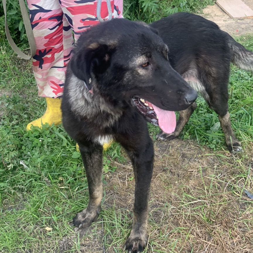 Собака в беде в добрые руки