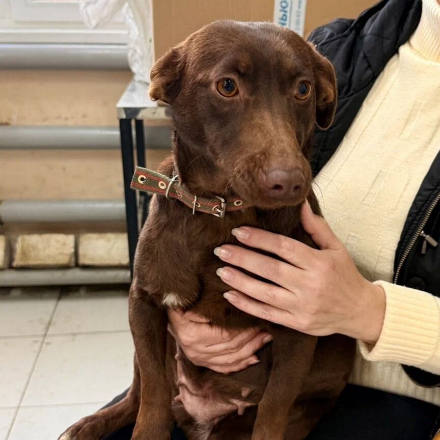 Взрослая собака в добрые руки