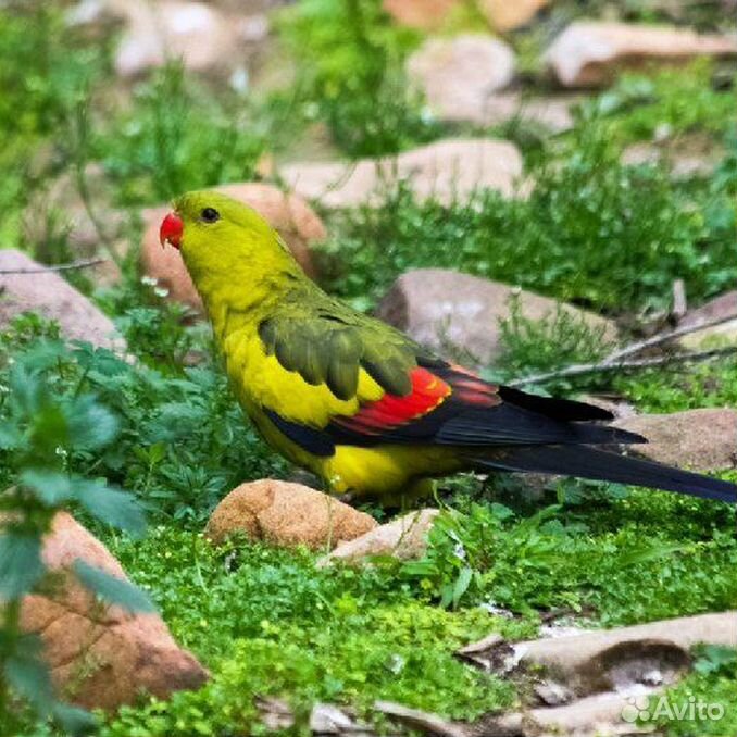 Продам попугаев роскошные горные