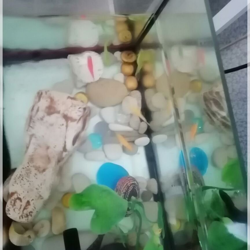 Аквариумные рыбки