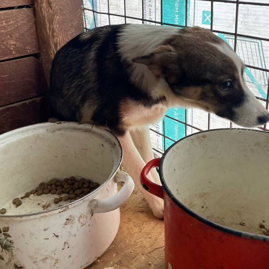 Немецкая овчарка, щенок