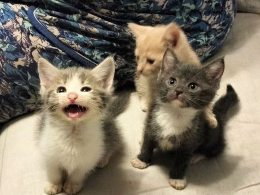 Котомальчики в добрые руки