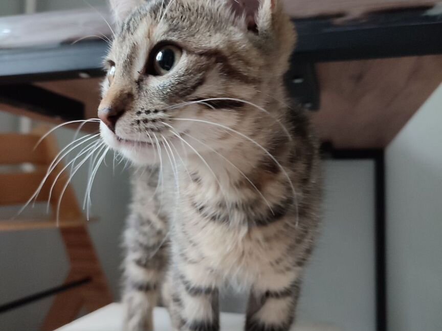 Котенок 8 марта :)