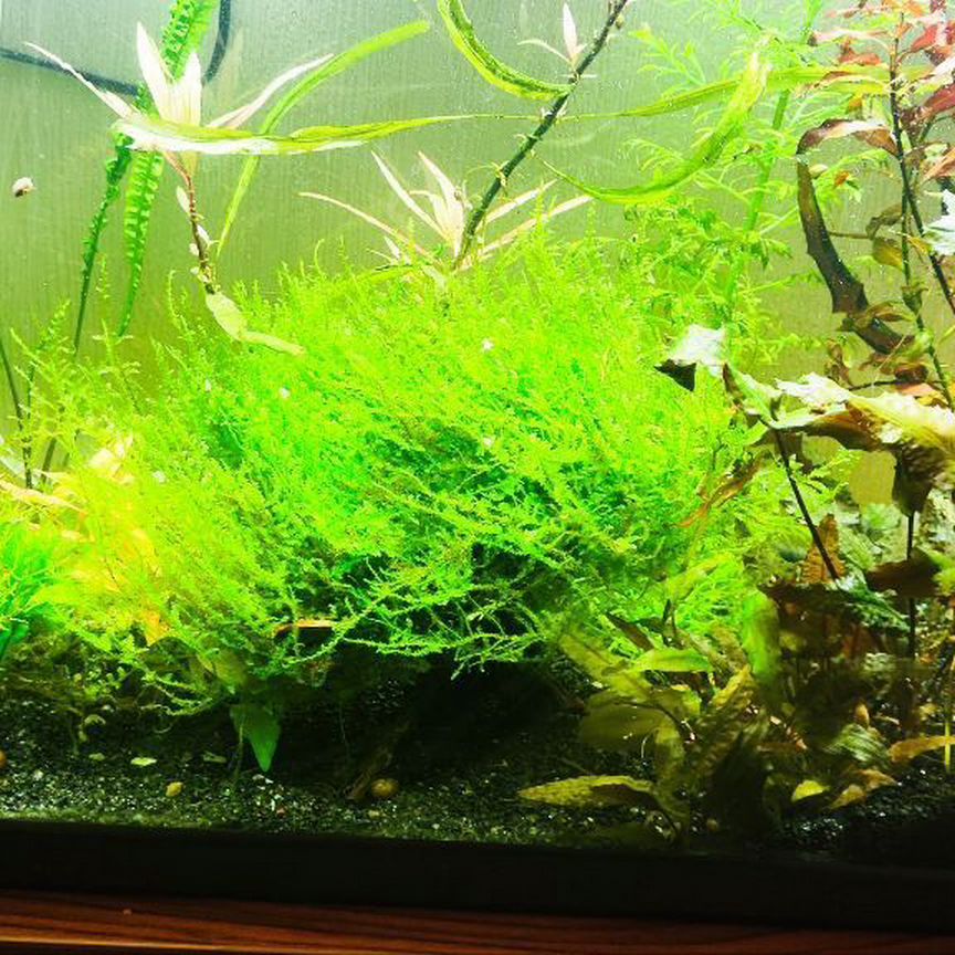 Явонский мох