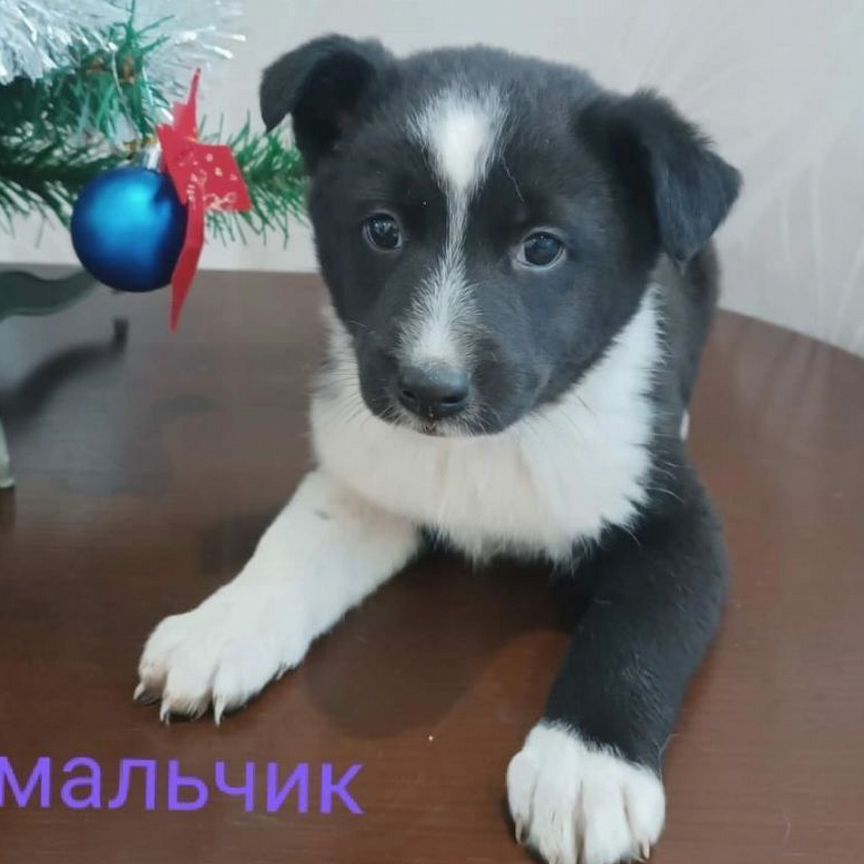 Щенок от небольшой собаки в добрые руки