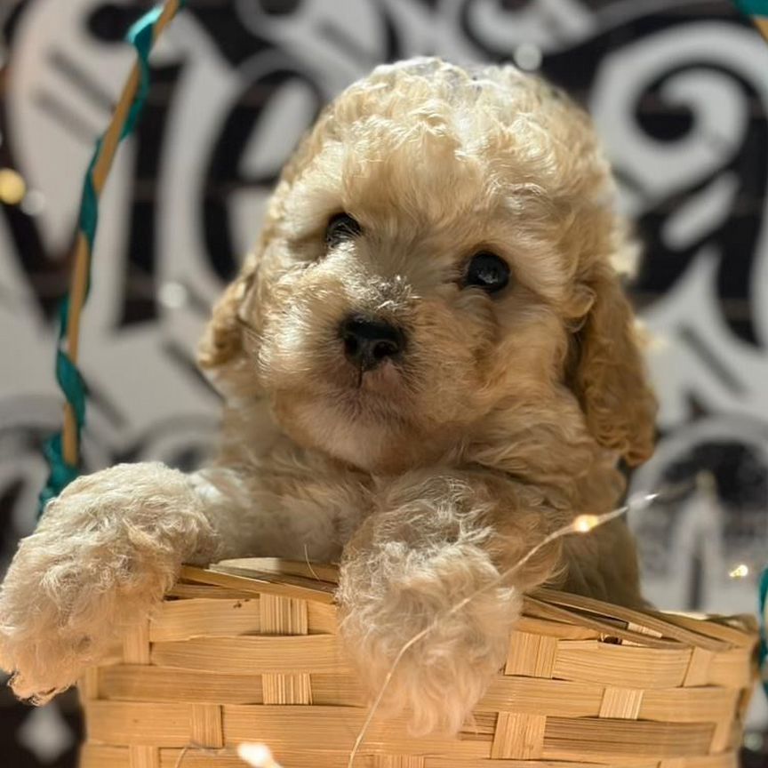 Той-пудель, щенок