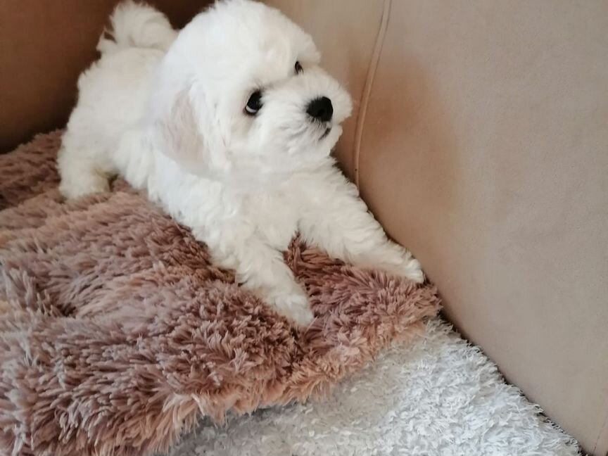 Бишон фризе