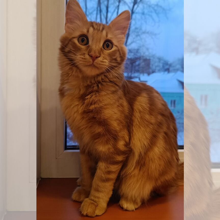 Котик Симба в любящие руки