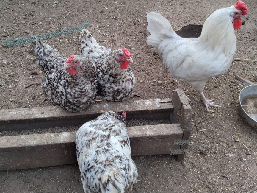 Куры несушки продам