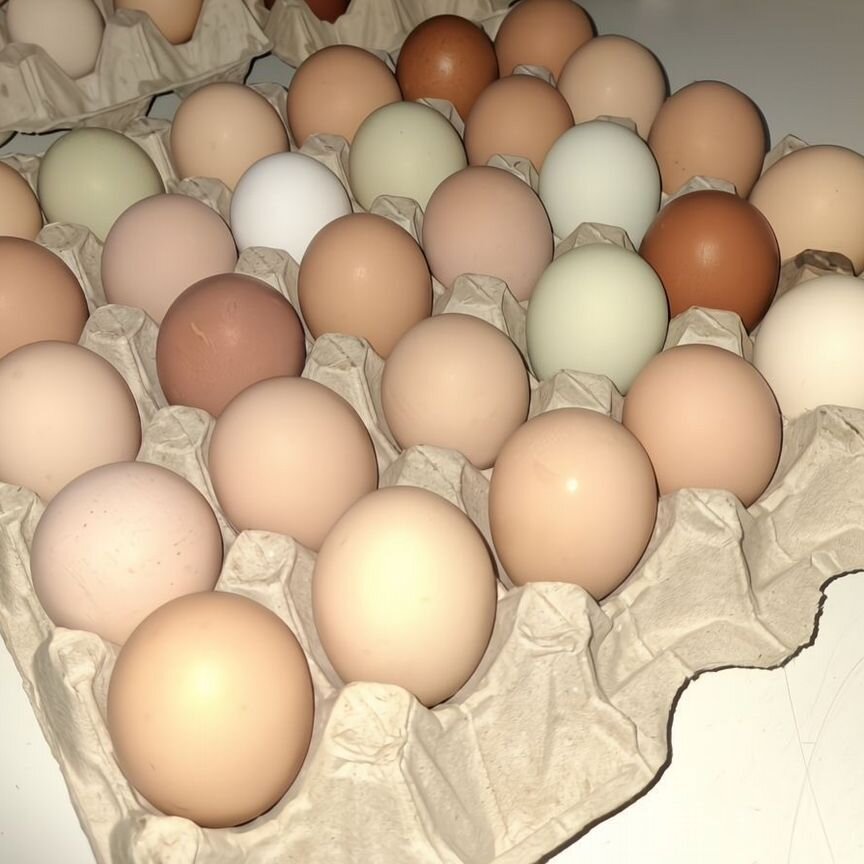 Яйцо домашнее на инкубацию