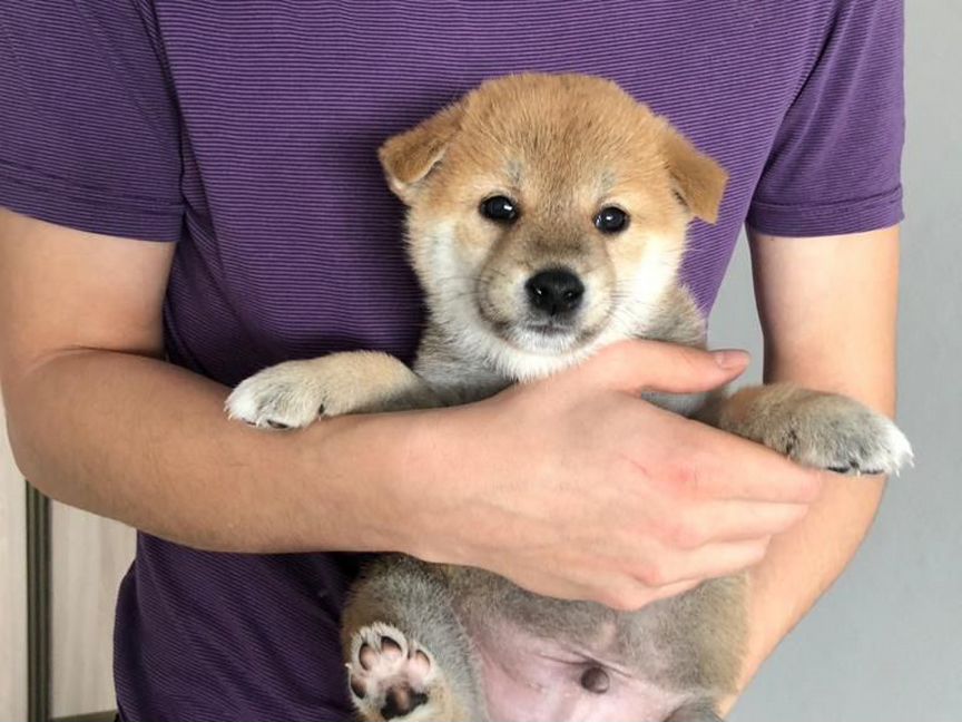 Замечательный щенок Сиба Ину (мальчик)