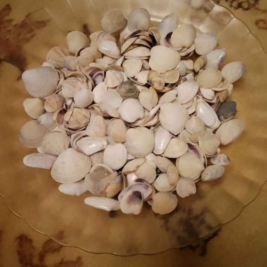 Морские ракушки