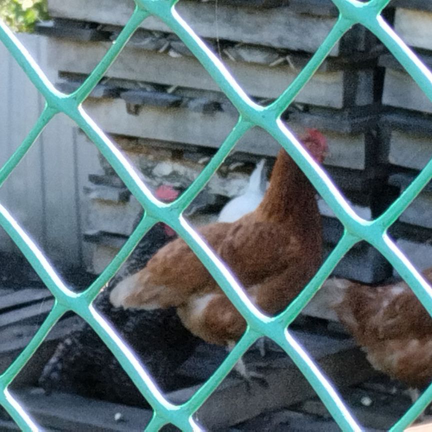 Куры несушки продам