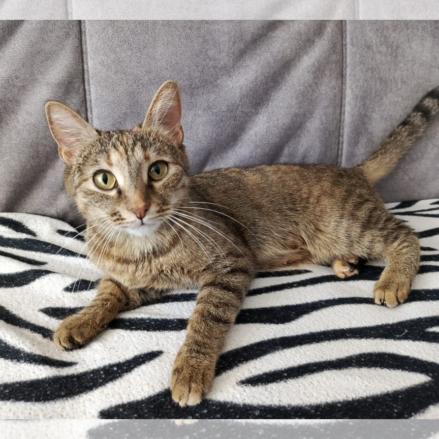 Кошечка, 10 месяцев, стерилизованая