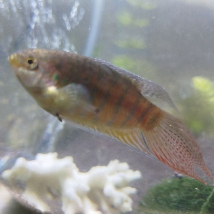 Аквариумные рыбки макропод