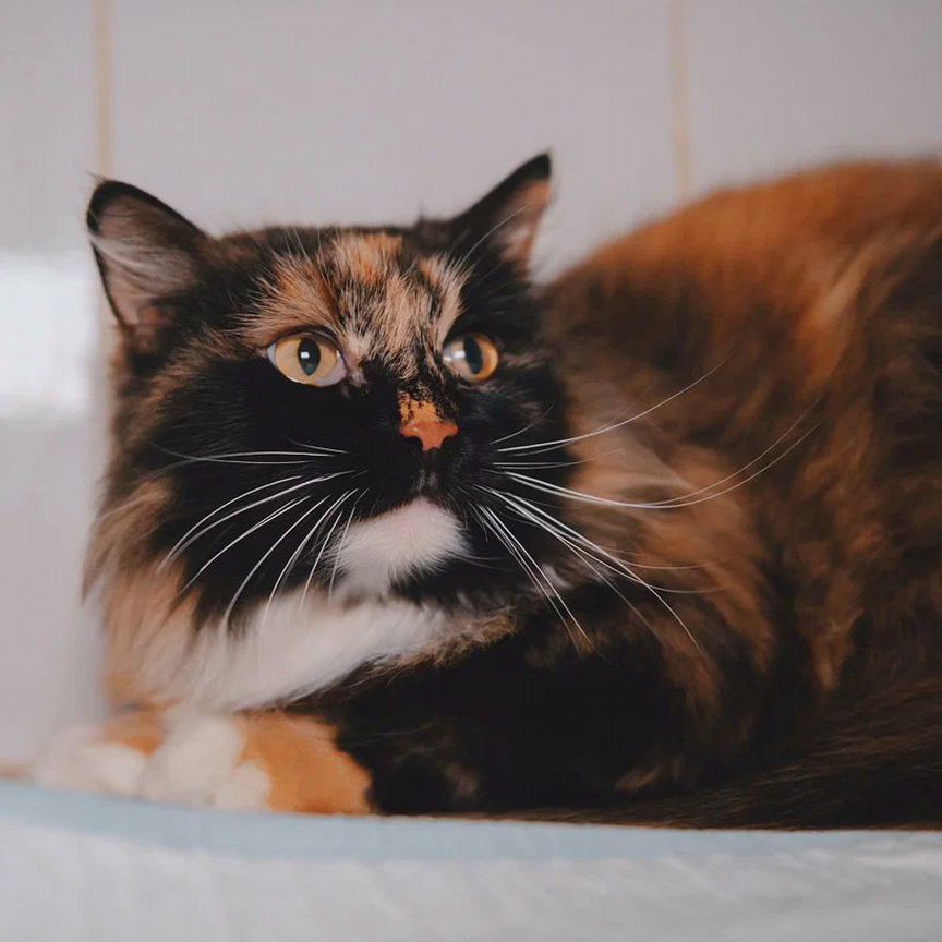 Взрослая кошка в добрые руки