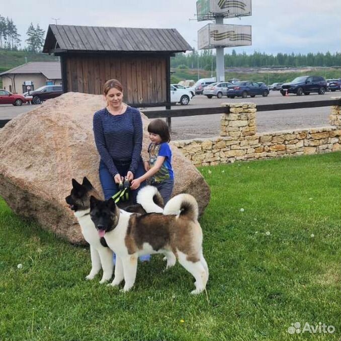 Американская акита шикарный щенок из питомника