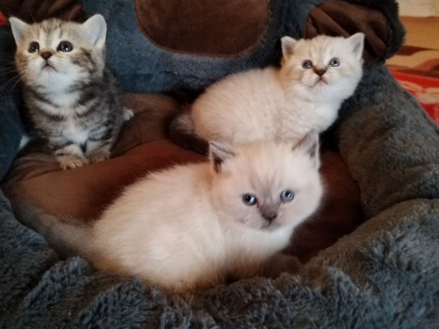Британские котята