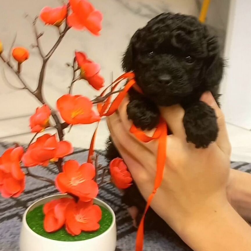 Той-пудель, щенок