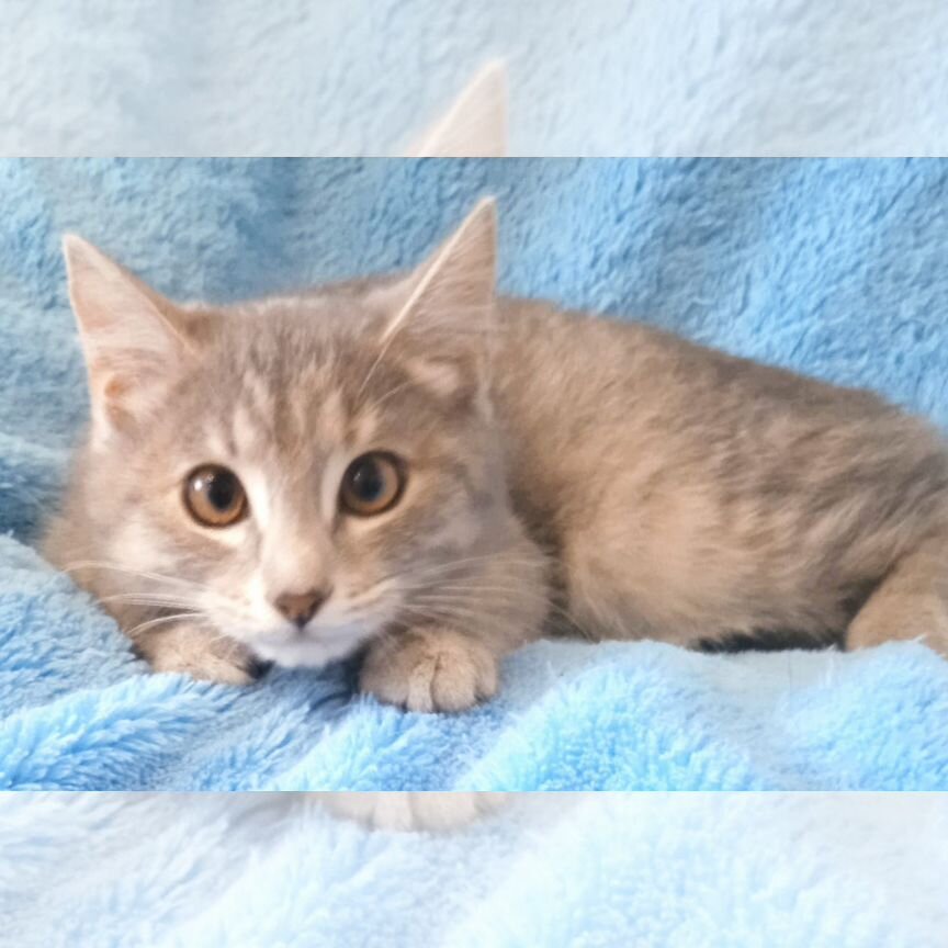 Котенок девочка 3,5-4 месяца