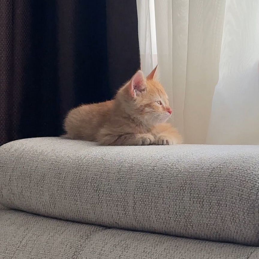 Котенок рыжий в добрые руки