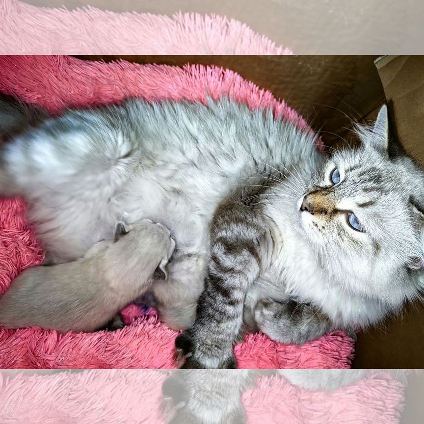 Невские маскарадные котята