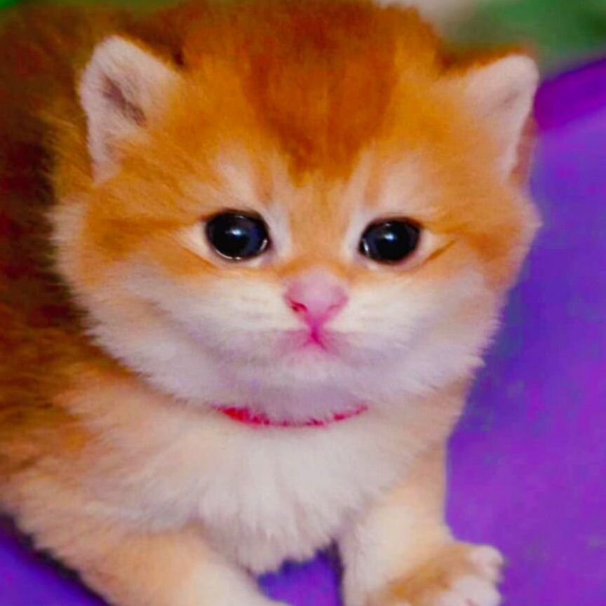 Котик золото